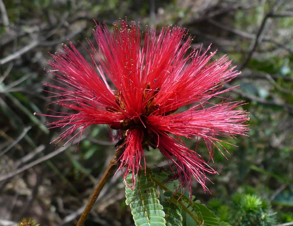 imagens nature: Cerrado mineiro: flores