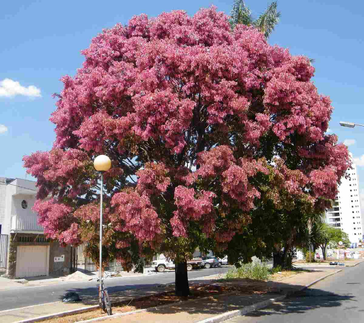 Blog do Ramon Lamar: Sapucaia: Lecythis pisonis (Lecythidaceae)