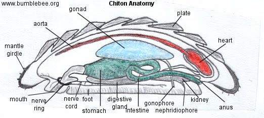 Bumblebee.org: Chiton anatomy