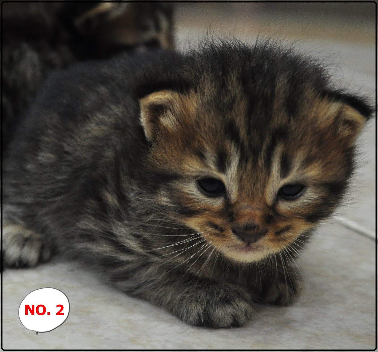 BaMerbiZ: BENGAL & PERSIAN CATS