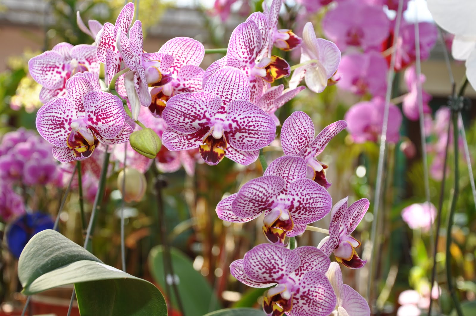 Chia's Orchid: Penang Orchid Show 18-3-2010 Part 4..Phalaenopsis