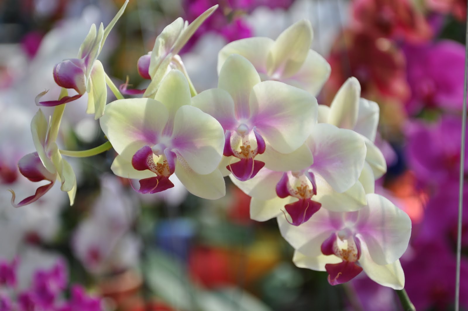 Chia's Orchid: Penang Orchid Show 18-3-2010 Part 4..Phalaenopsis