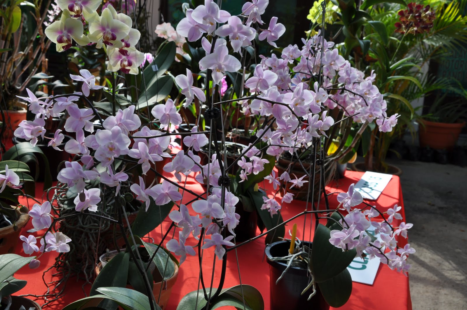 Chia's Orchid: Penang Orchid Show 18-3-2010 Part 4..Phalaenopsis
