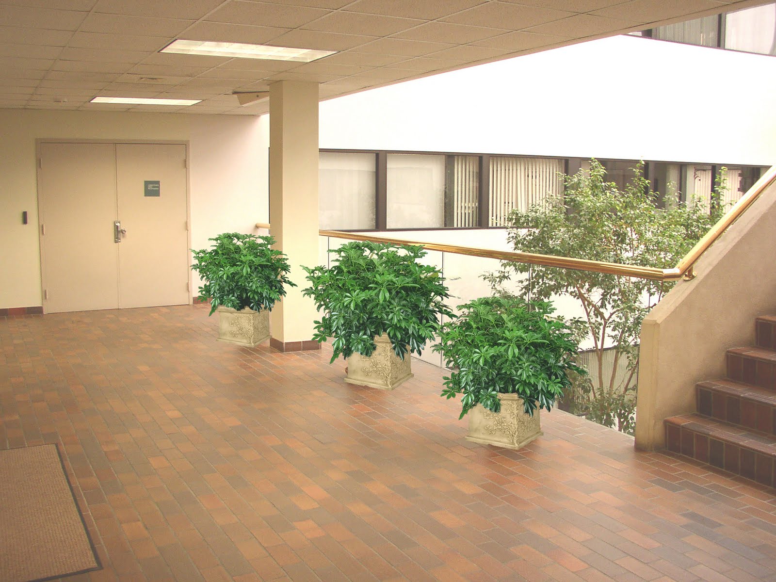 PDI Plants Blog: Why use arboricola indoor office plants in your ...