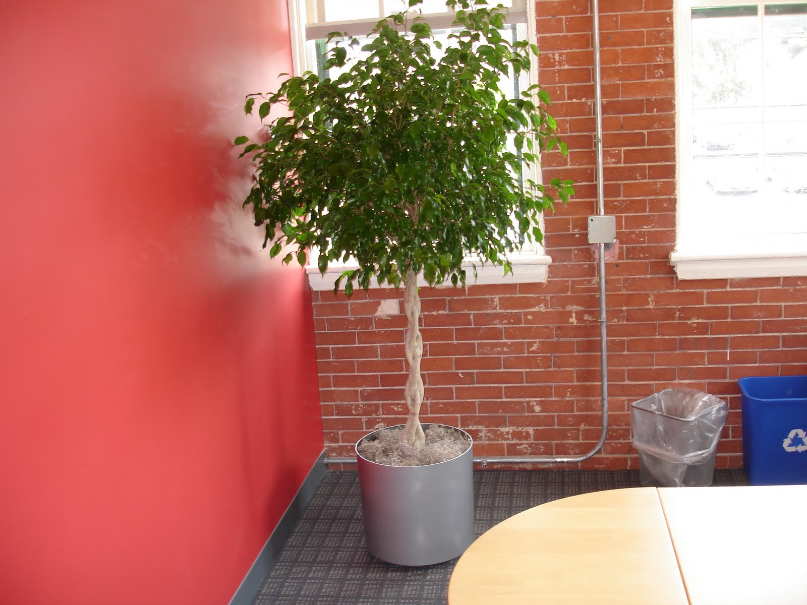 How to use ficus bejamina trees in you offfice board rooms ...