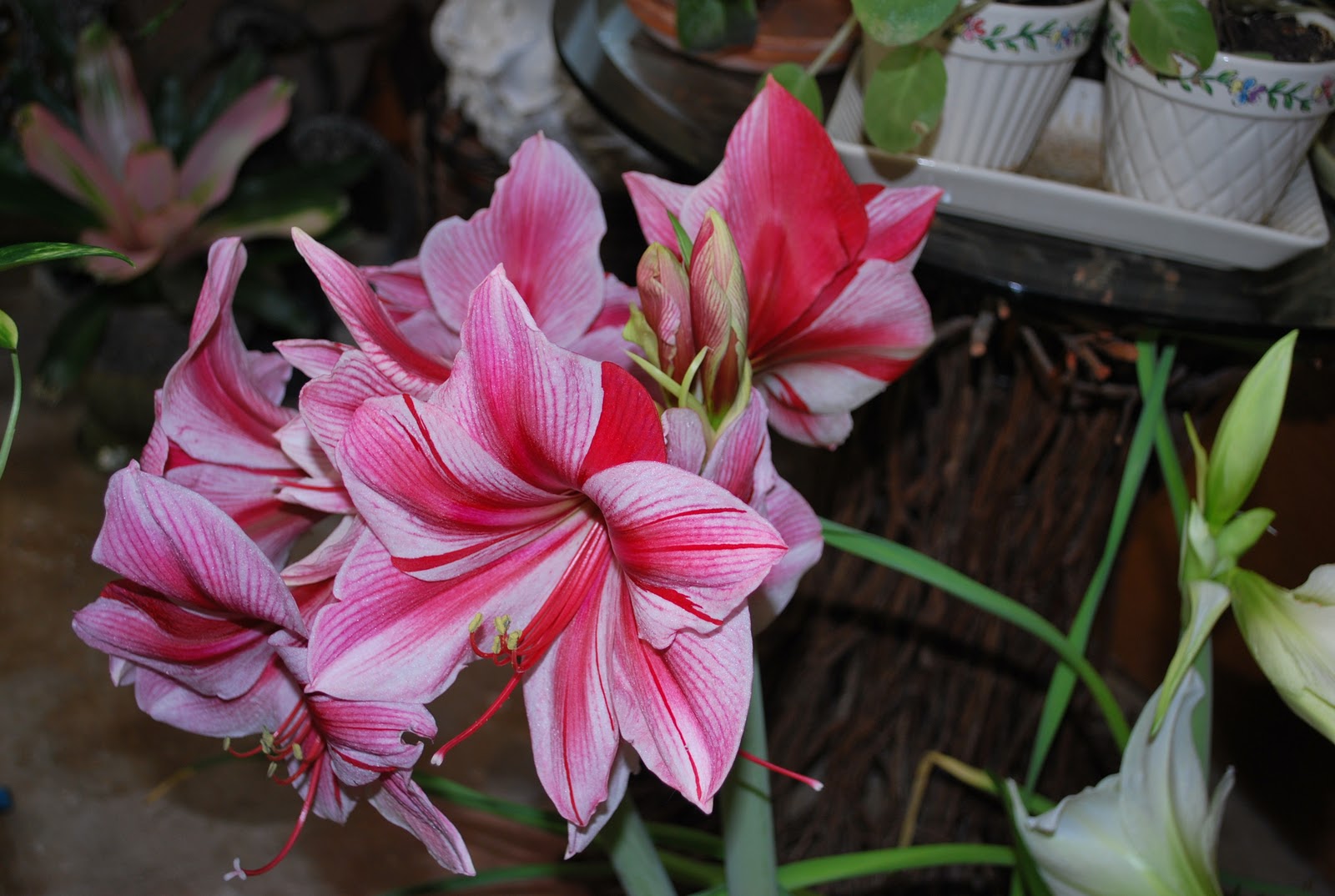Naturalist in Fiber: Glorious Amaryllis in bloom