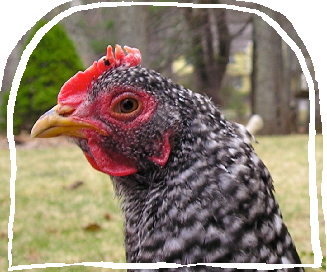 Scratch and Peck: PIGEON THE CHICKEN