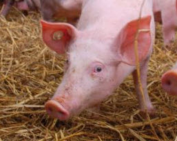 Macoga: Estudian la respuesta inmune del cerdo ante enfermedades víricas