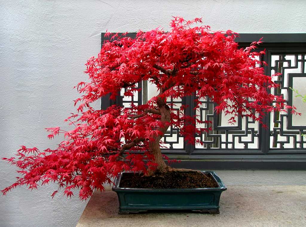 Bonsai_rouge (image)