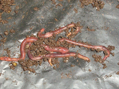 Tumbuhan Obat dan Sains: Mengenal Cacing parasit dalam tubuh manusia