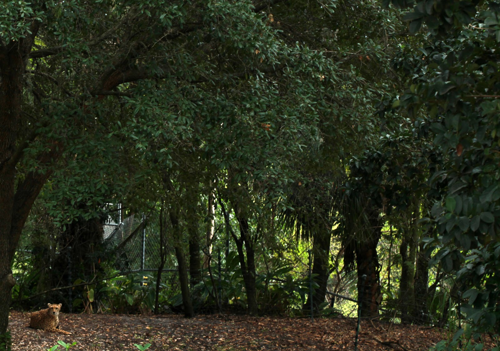 Life on the West Coast: Animal Kingdom