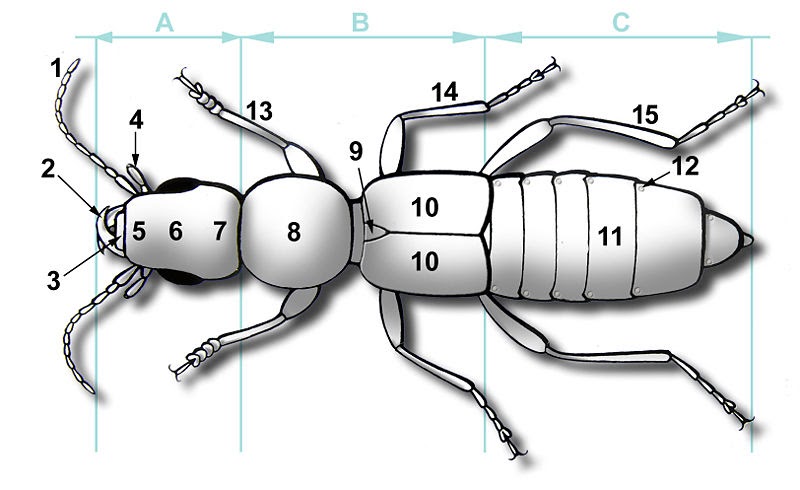 Artrópodos: ANATOMIA EXTERNA DE LOS INSECTOS