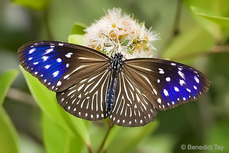 Butterflies of Singapore: Butterfly of the Month - May 2010