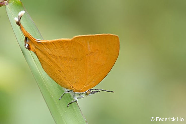 Butterflies of Singapore: Butterfly of the Month - December 2009