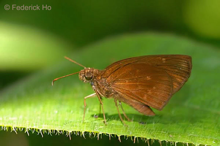 Butterflies of Singapore: Observation Notes on Forest Hopper / Coon