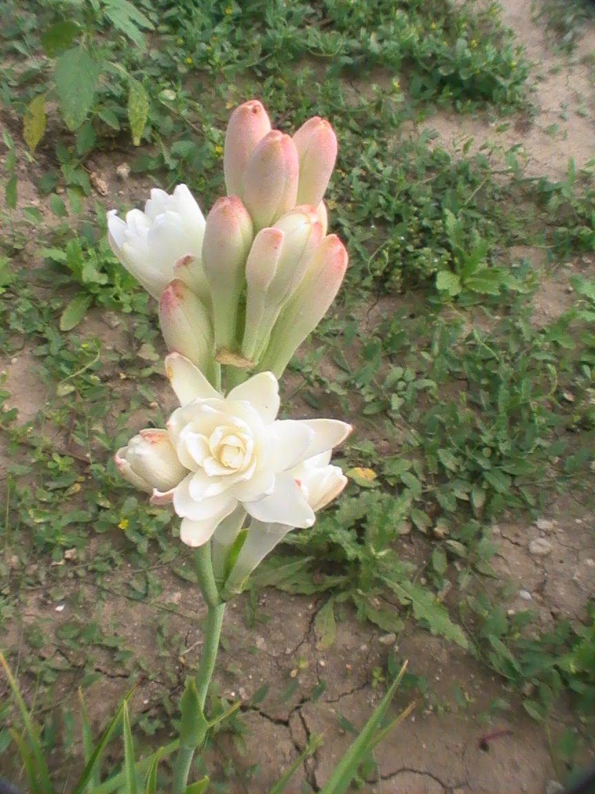 GradinaPasiuneaMea: Tuberoze-Polianthes