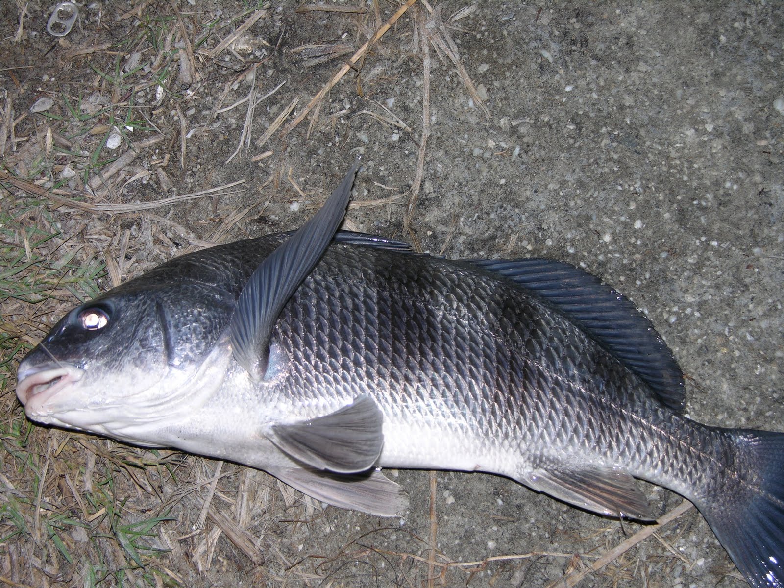 Mosquito Lagoon & Indian River Fishing: Indian River Salt Marsh Fishing