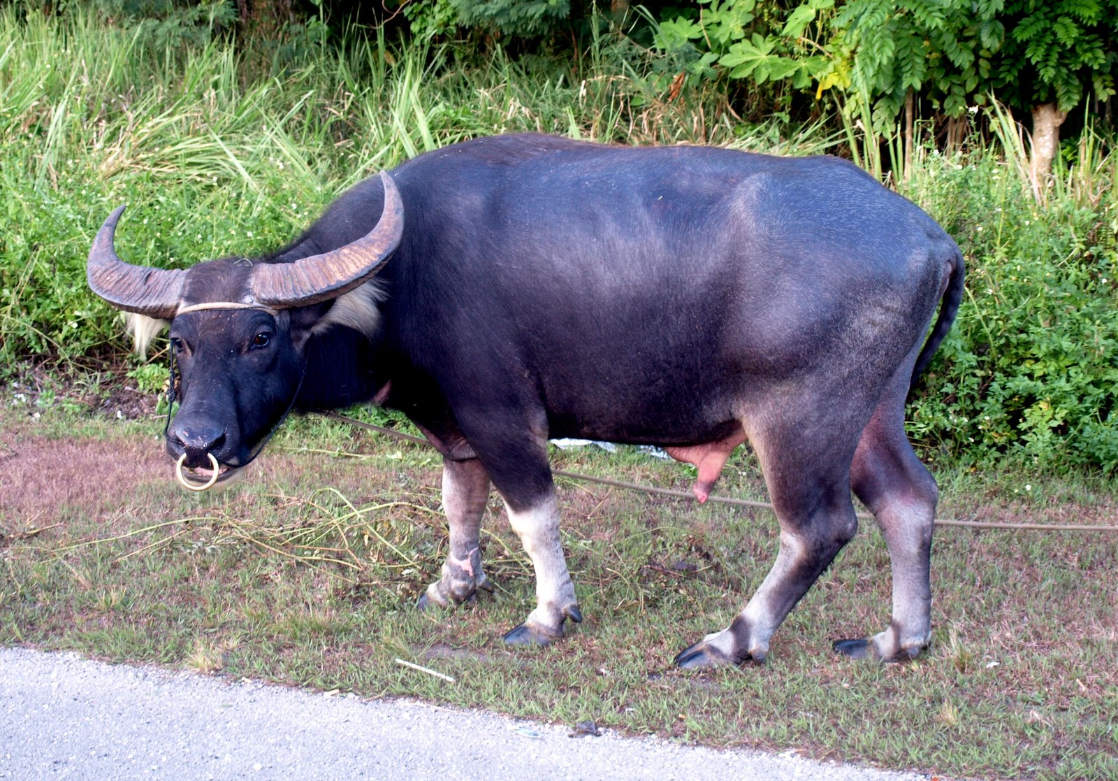 In search of: Near Inarahan This Karabao is for you Rowena!