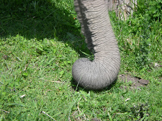 Our Mission to Cape Town South Africa: Knysna Elephant Park