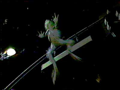 Raining Frogs Magnolia