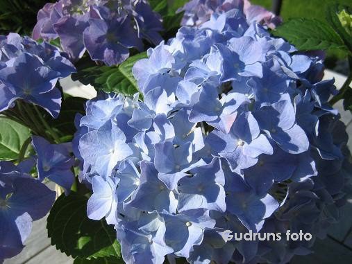 Gudruns Keramik: Rapport från trädgården