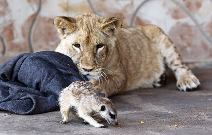 Simba and Timon in the Real Life (7 pics)