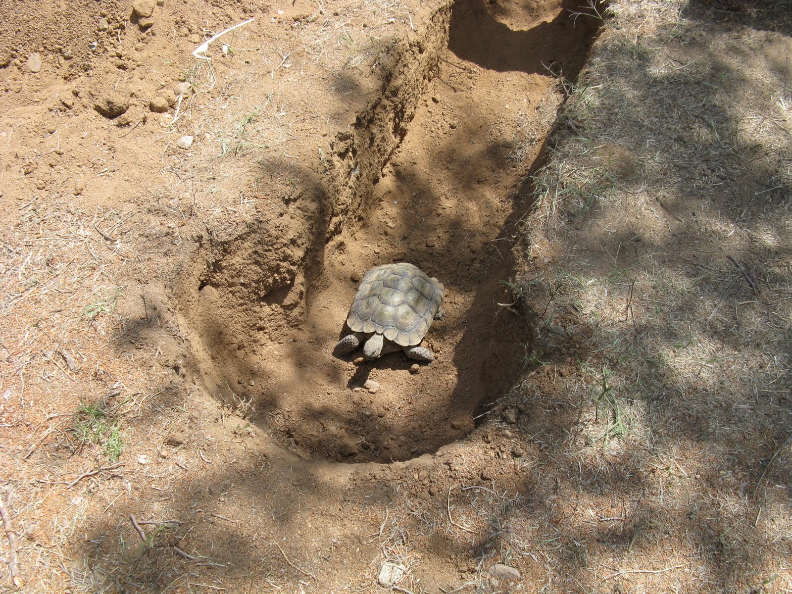 Desert Tortoise Burrow