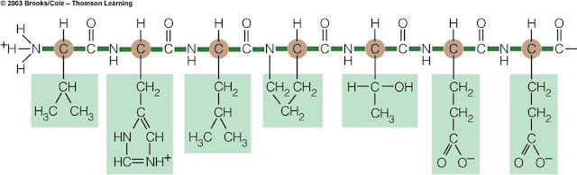 BioLoGía De La CéLuLa: Aminoácidos y Polipéptidos --> Estructura y Función.