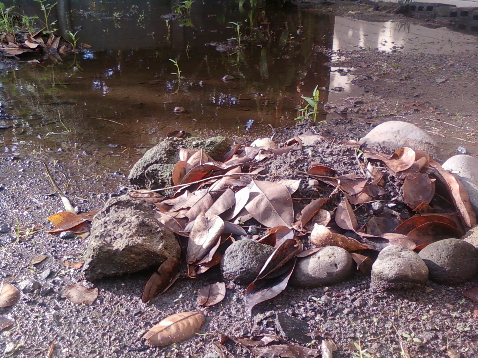 Buhay Bukid: TUBIG: ulan at halumigmig