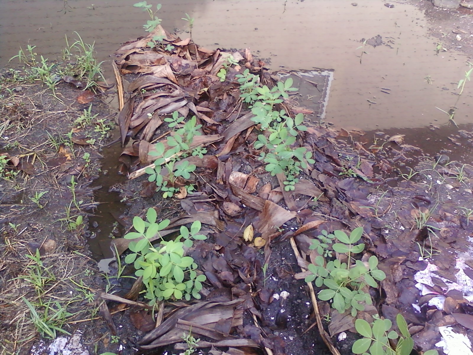 Buhay Bukid: TUBIG: ulan at halumigmig