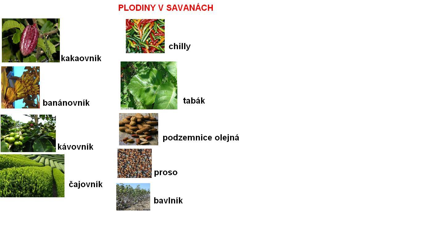 .: plodiny v savanách