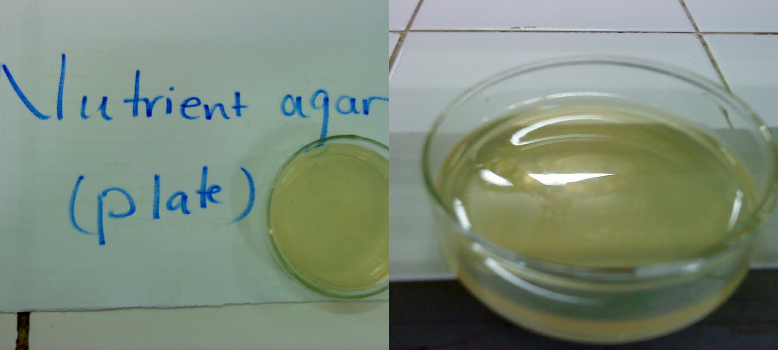 c.E.r.i.T.e.T.e.N.t.A.n.G.k.i.T.e.: Culture Media...