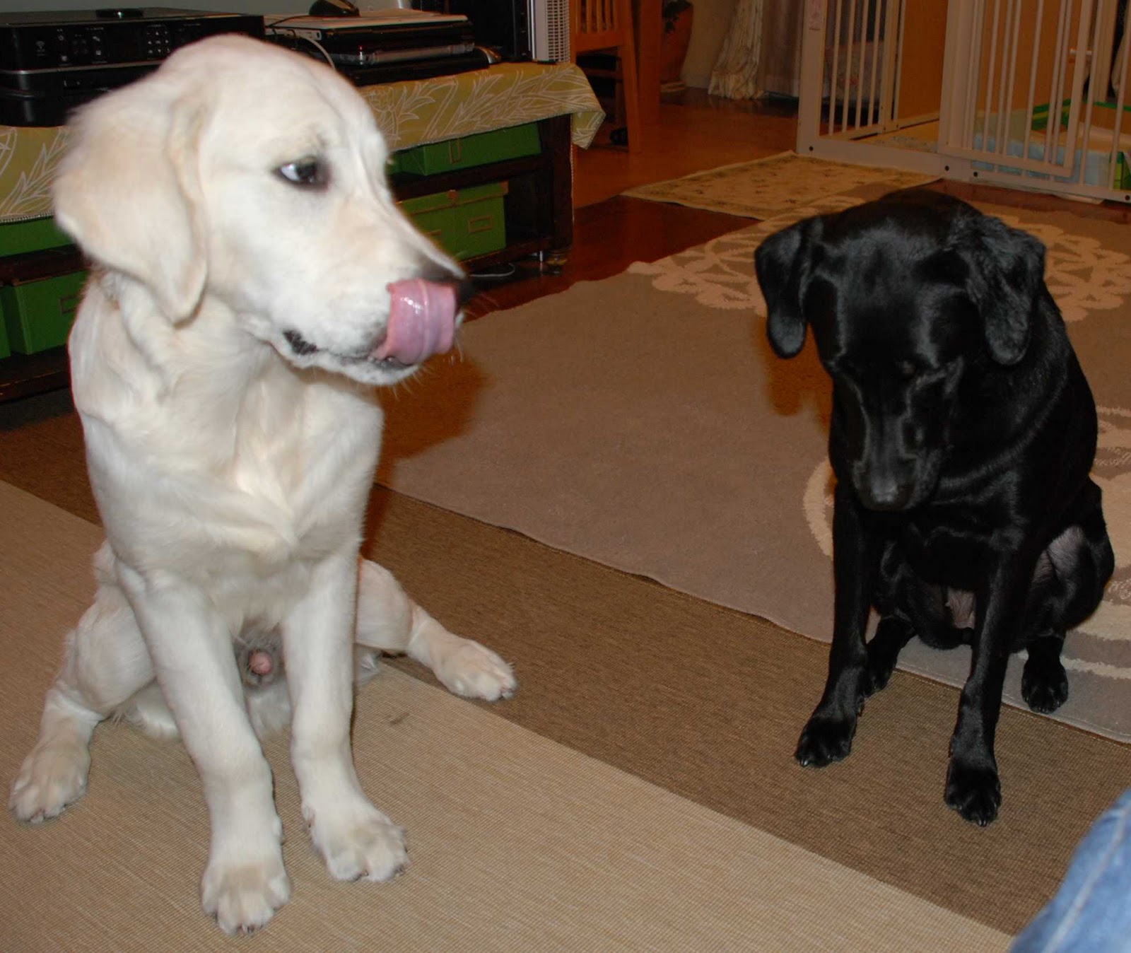 Ebony and Ivory: 6 month old golden retriever puppy!