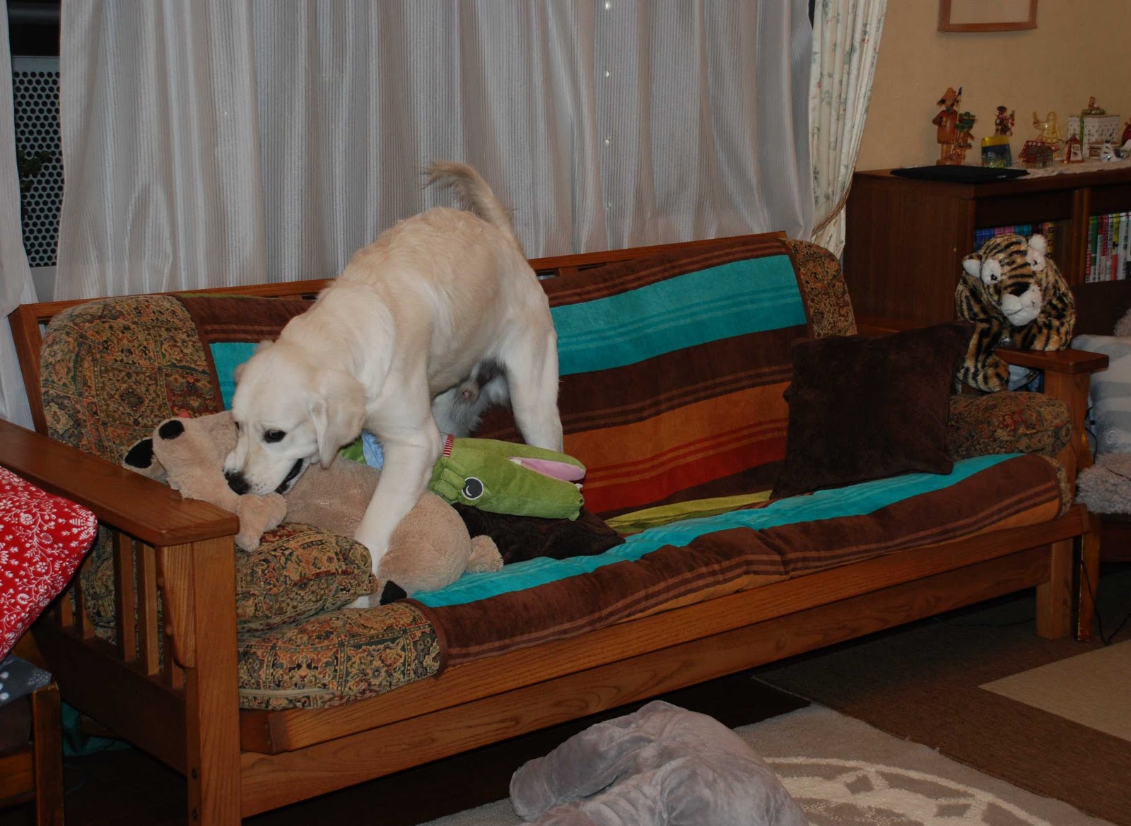 Ebony and Ivory: 6 month old golden retriever puppy!