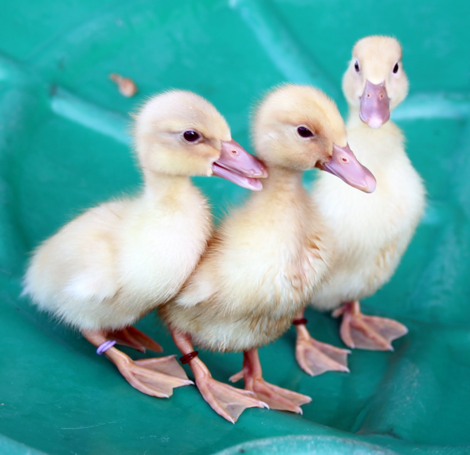 Jones Party Of Five: Baby Ducks and Geese Arrive