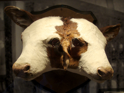 wanderlust ATLANTA: Georgia Capitol Building: Under the Gold Dome