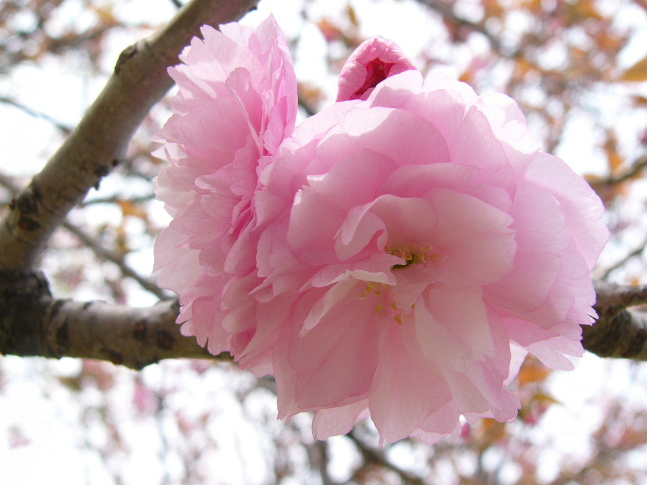 ∞ red dReam ∞: SAKURA (Cherry Blossom)