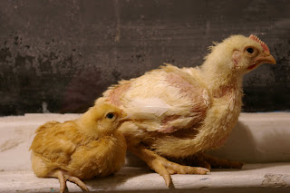 meat: Chicken experiment #1: Heritage breed roosters vs cornish cross