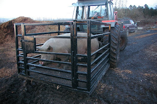 meat: Using the pig carrier & Farrowing crates