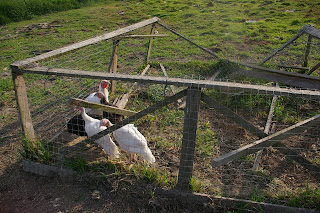 meat: The turkey trap