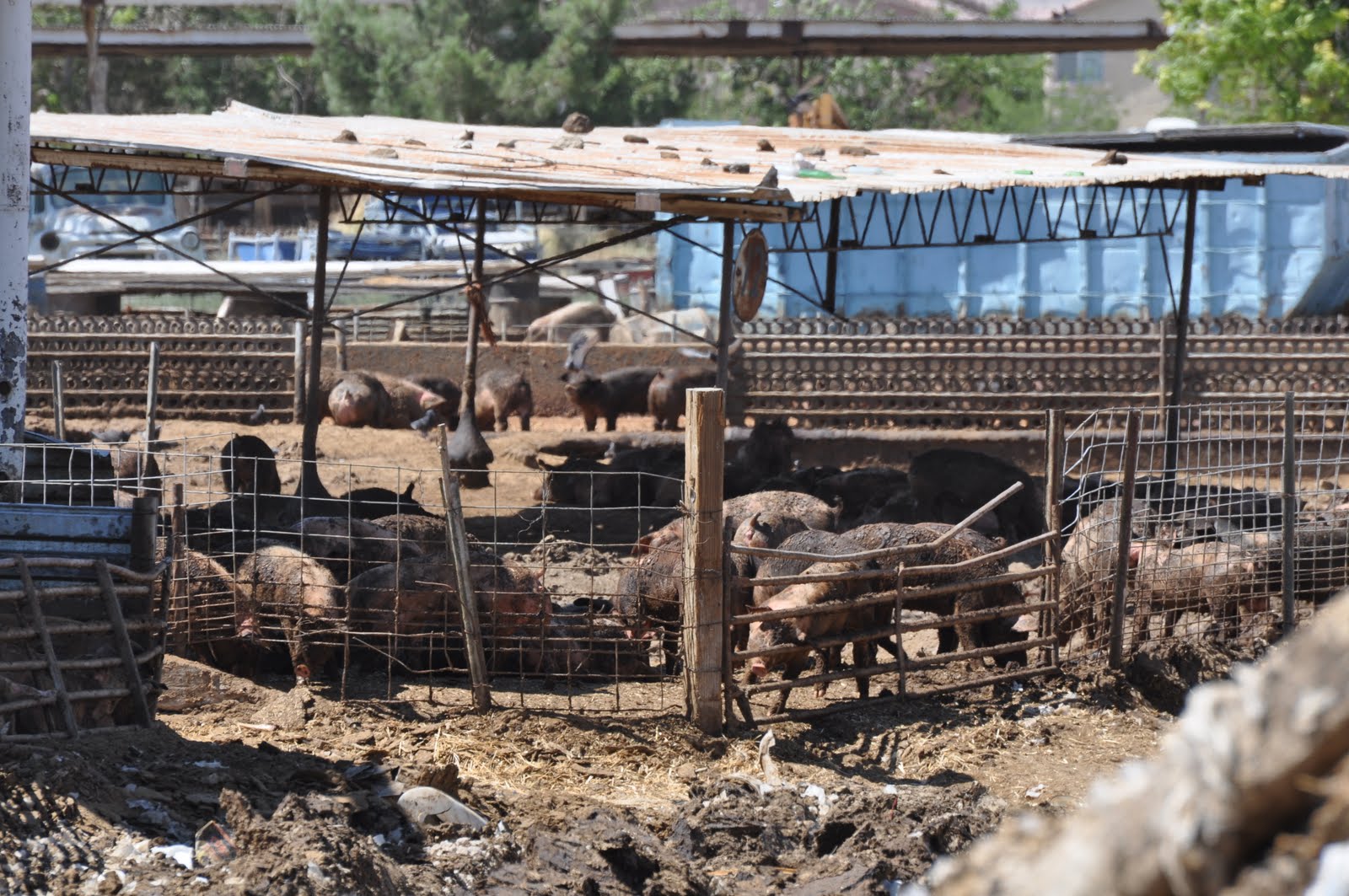 meat: rc farms, Las Vegas. Food recycling