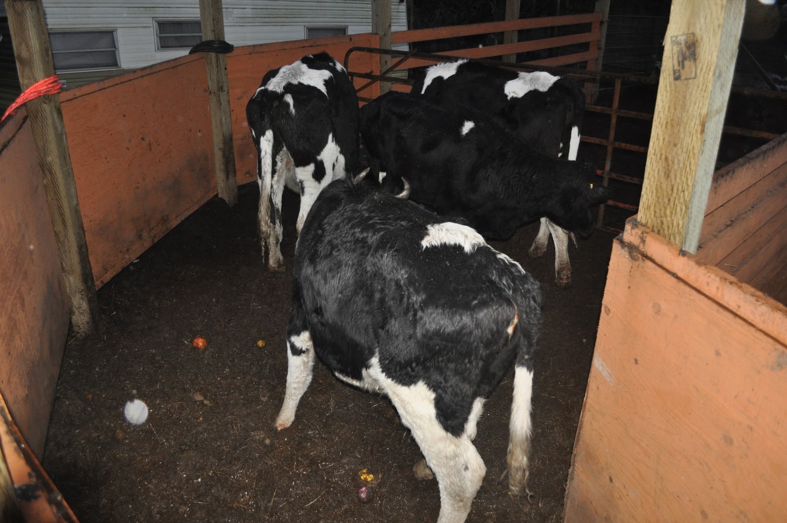 meat: First test of the corral and loading chute with the cows