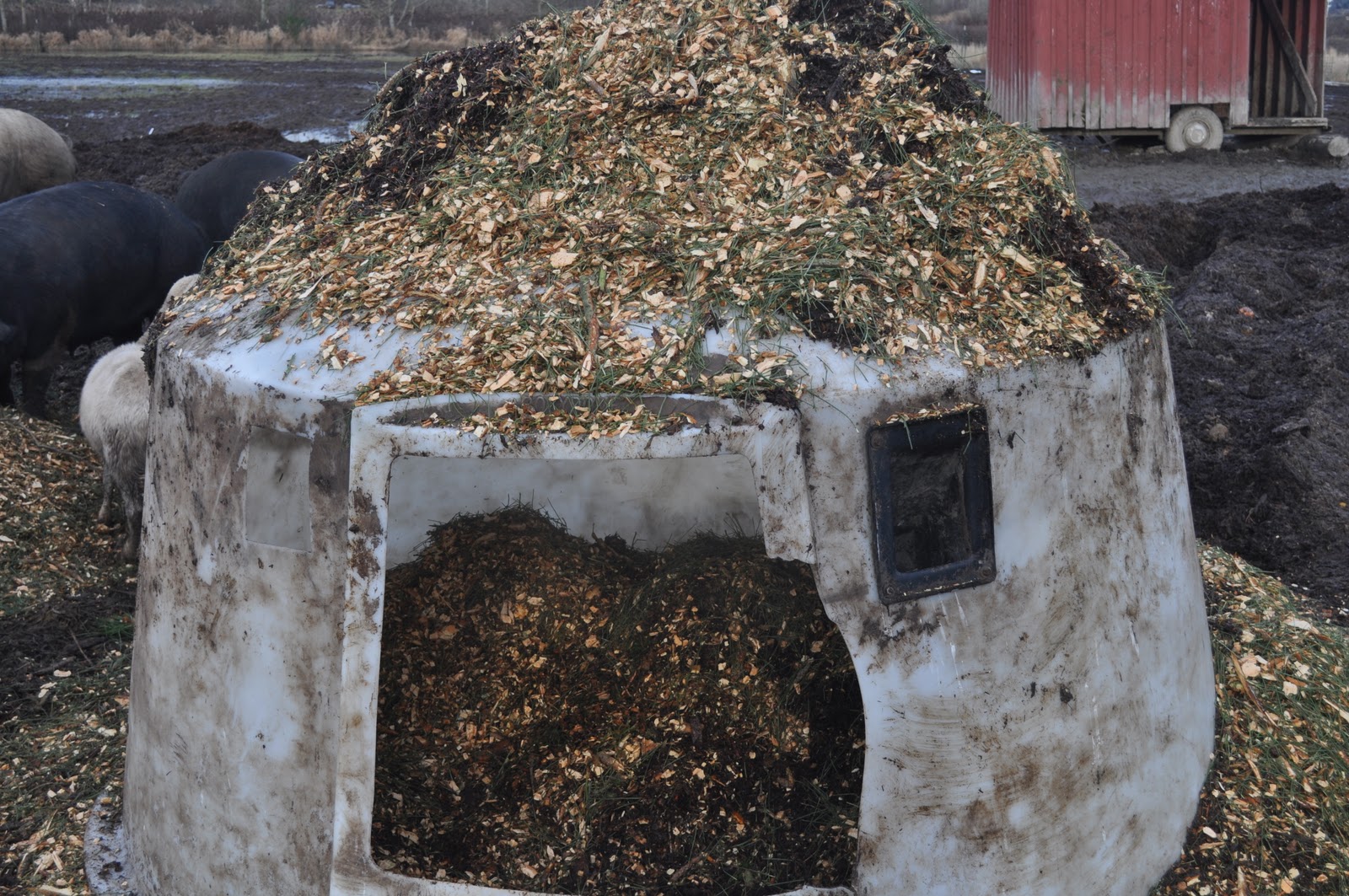 meat: Bedding pigs -- what I do