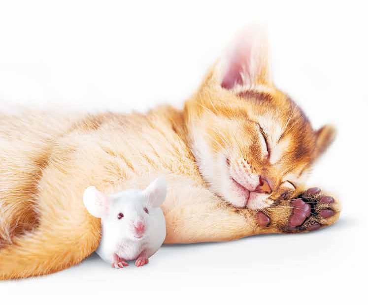 Welcome: Cat & Mouse ~ Cute
