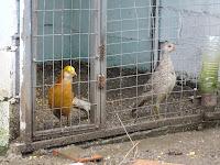 LOROSPINOENMEDIO: FAISANES,COLINES;PERDICES Y CODORNICES