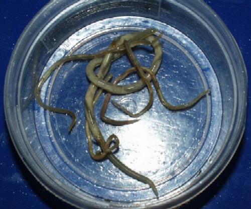 Epicuro e le Erbe: ASCARIDI