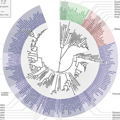Visualizing Evolution
