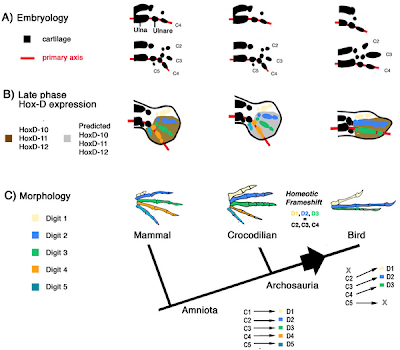 Visualizing Evolution