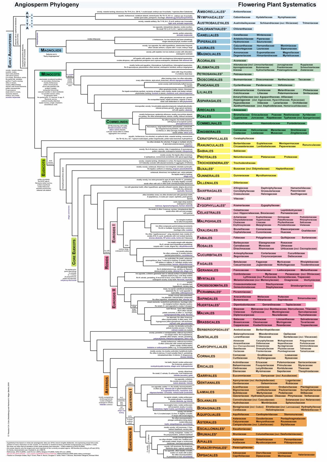 flora-file | Angiosperm Phylogeny