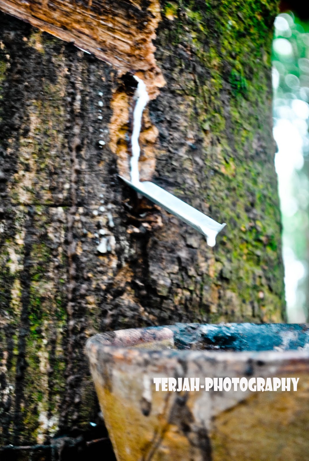 Penembak Amatur d3000: Pokok GetaH di Taman Warisan Pertanian Putrajaya